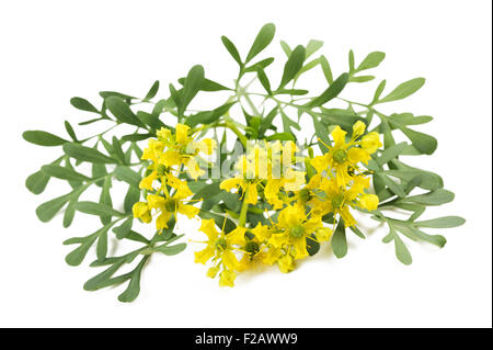 common rue or herb of grace (Ruta graveolens) herbal plant in the ...