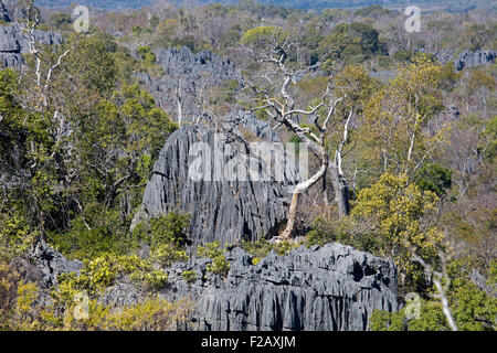 Tsingy de Bemaraha nature reserve, Madagascar Stock Photo - Alamy