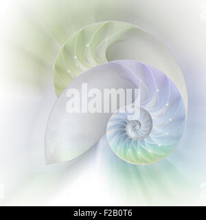 Chambered Nautilus cutaway Shells on colorful background Stock Photo ...