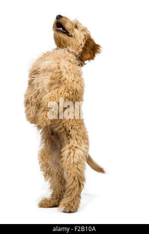 Four month old Cockapoo puppy sitting with white background Stock Photo ...