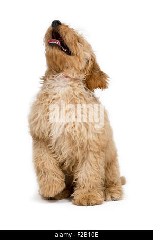 Four month old Cockapoo puppy running in garden Stock Photo - Alamy