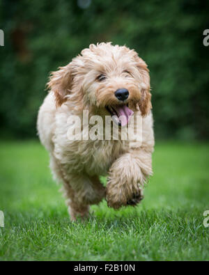 Four month old Cockapoo puppy sitting with white background Stock Photo ...