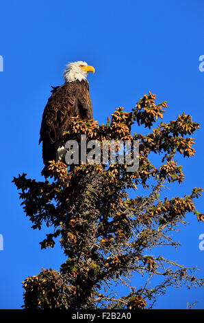 A wild, mature bald eagle hunting fish along the Iowa River in Iowa ...