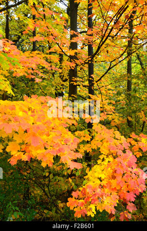 Fall Colors in Brown County State Park in Indiana Stock Photo - Alamy