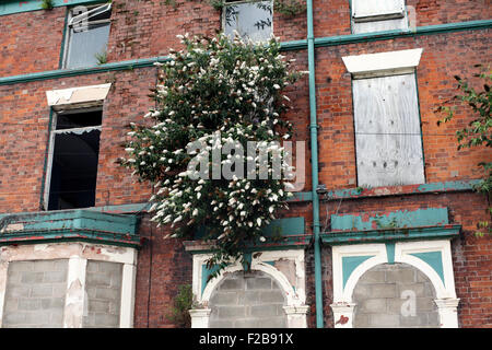 White buddleia growing out of a rundown disused building, Hawthorne ...