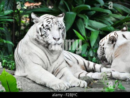 A white tiger resting on green grass in a zoo Stock Photo - Alamy