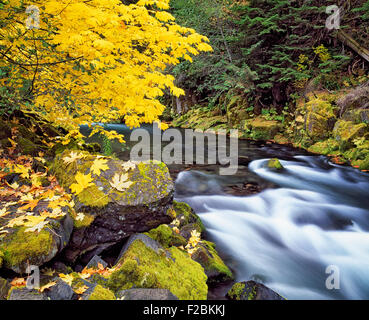 Clackamas Wild and Scenic River at Big Eddy, West Cascades Scenic Byway ...
