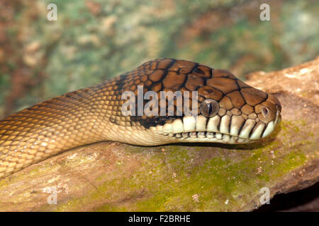 Australian Scrub Python, Morelia amethistina. These are the largest ...