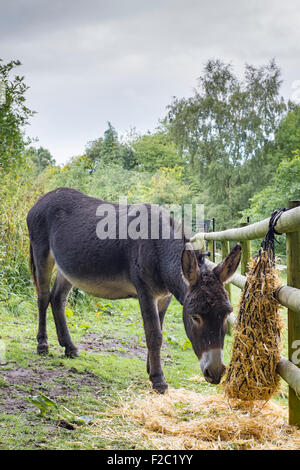Chocolate brown donkey eating barley straw Stock Photo - Alamy
