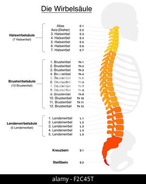 Vertebral column with names and numbers of the vertebras - lateral view ...