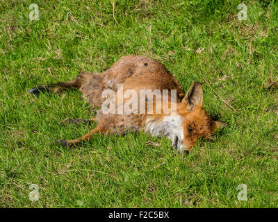 red fox (Vulpes vulpes), dead fox lying in a poole of blood on the road ...