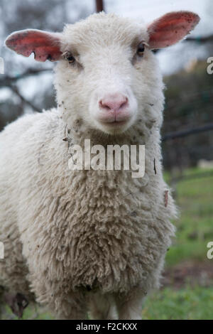 Closeup animal white wool sheep background in top view light natural ...