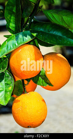 Ripe oranges on tree in orange garden. Harvesting oranges in Sicily ...