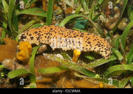 Underwater marine life, Three-rowed sea cucumber, Isostichopus ...