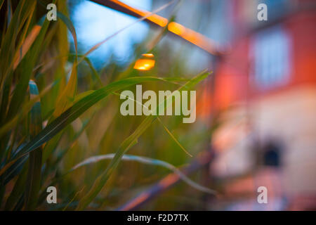 View of bokeh lawn at sunset Stock Photo - Alamy