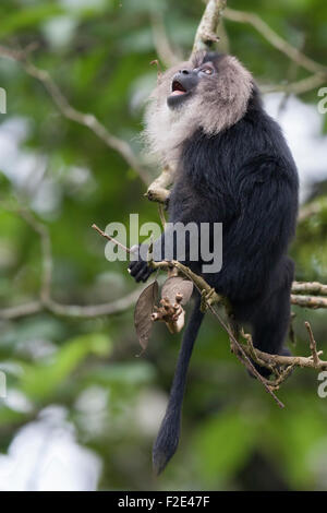 Endemic Lion tailed macaque or Macaca silenus at Valparai in Annamalai ...