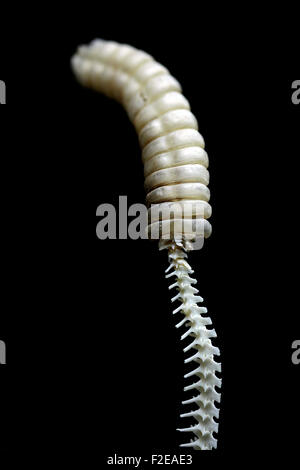 Rattle snake skeleton Stock Photo - Alamy