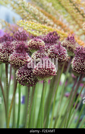 Allium amethystinum ‘Red Mohican’ Tufted spherical umbels of deep red ...