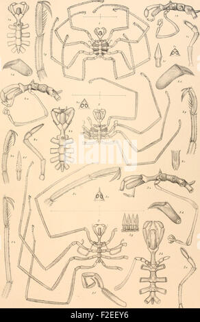 This work details the Norwegian North Sea Expedition conducted between ...