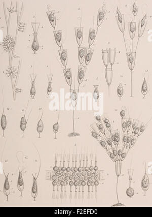 This 1878 work explores the biology and classification of Infusoria ...