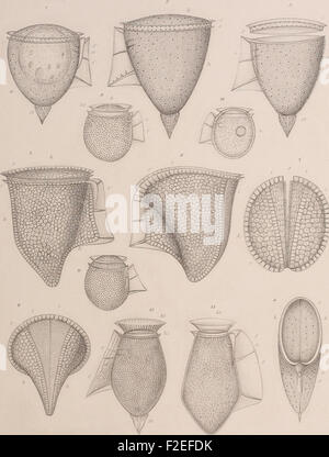 An illustration from 'Der Organismus der Infusionsthiere (1878),' a ...