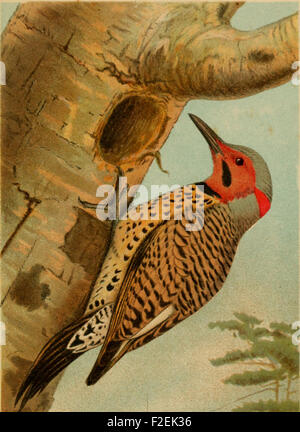 A study on the feeding habits of woodpeckers in the United States ...