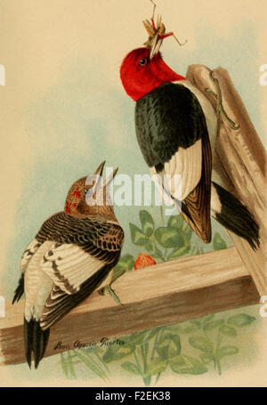 A study on the feeding habits of woodpeckers in the United States ...