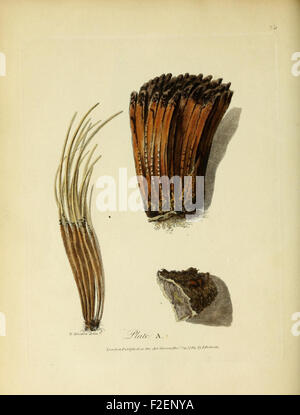 This 18th-century journal recounts the early travels to New South Wales ...