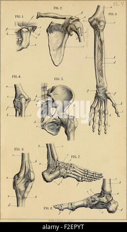 This 1877 manual of artistic anatomy provides detailed illustrations ...