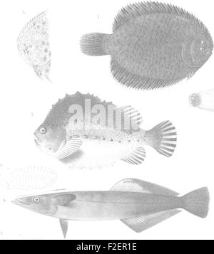 A History of the Fishes of Massachusetts (1867) is a detailed ...
