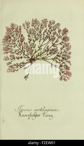 This illustrated botanical work, depicting indigenous and exotic plants ...