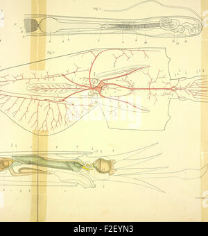 This study focuses on the anatomy of the common squid, *Loligo pealii ...