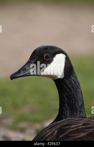 Canada Goose (Branta canadensis) Distinctive grey, black & white ...