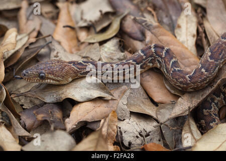 Cuban Boa (Epicrates angulifer). Endemic to Cuba. Largest growing ...