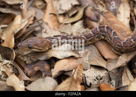 Cuban Boa (Epicrates angulifer). Endemic to Cuba. Largest growing ...