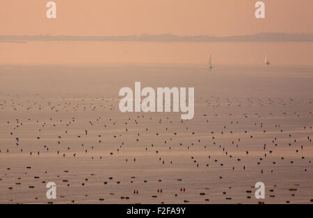 Mussel farming in the sea, Duino - Trieste Stock Photo - Alamy