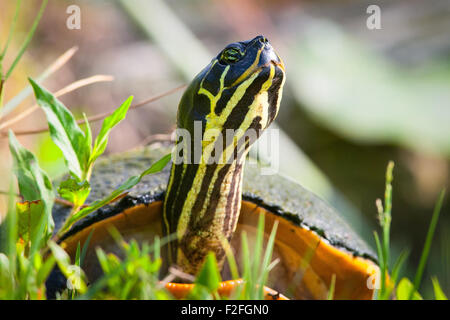 Close-up of a Florida Redbelly Turtle (Pseudemys Nelsoni), Merritt ...