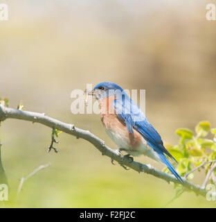 Eastern Bluebird (Sialia sialis) carrying insect prey, Ontario, Canada ...