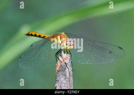 Female Ruby Meadowhawk (Sympetrum rubicundulum Stock Photo - Alamy