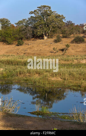 South Africa, Kruger NP, landscape Stock Photo - Alamy