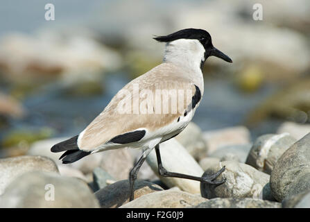 The image of River lapwing ( Vanellus duvaucellii ) was shot in Corbett ...