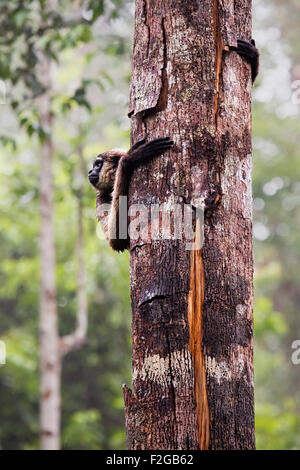 The Bornean white-bearded gibbon Hylobates albibarbis, Indonesia. An ...