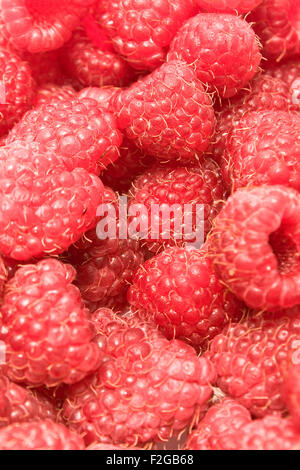Colorful freshly picked red raspberries on display at the farmers ...