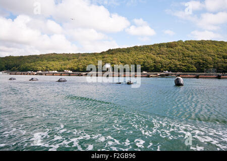 Mussel Farming on River Fal in Cornwall Stock Photo - Alamy