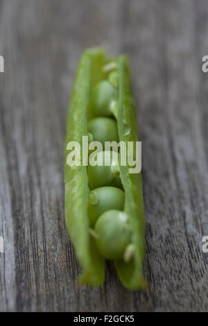 Green peas in the light, the pod glows and peas are visible Stock Photo ...