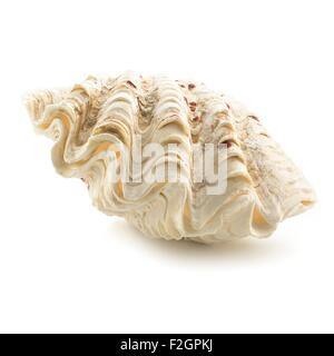 Fluted giant clam shell Stock Photo - Alamy