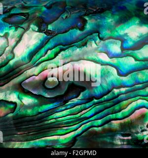 Abalone nacre shell Stock Photo - Alamy