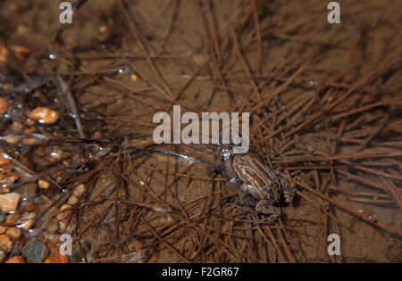 Alpine Frogs in freshwater stream Kosciuszko National Park Snowy ...