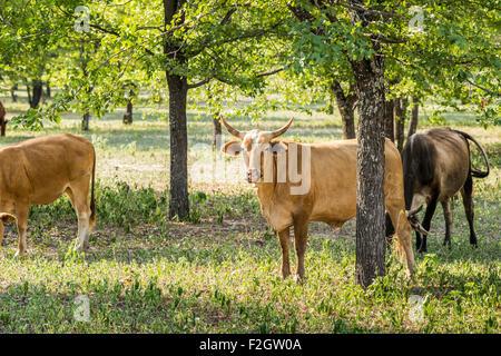 Mixed Breed Cattle in Botswana, Africa Stock Photo - Alamy