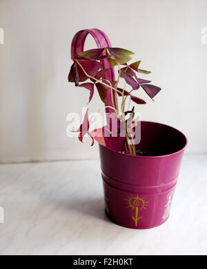 Photo of nice pot plant Stock Photo - Alamy